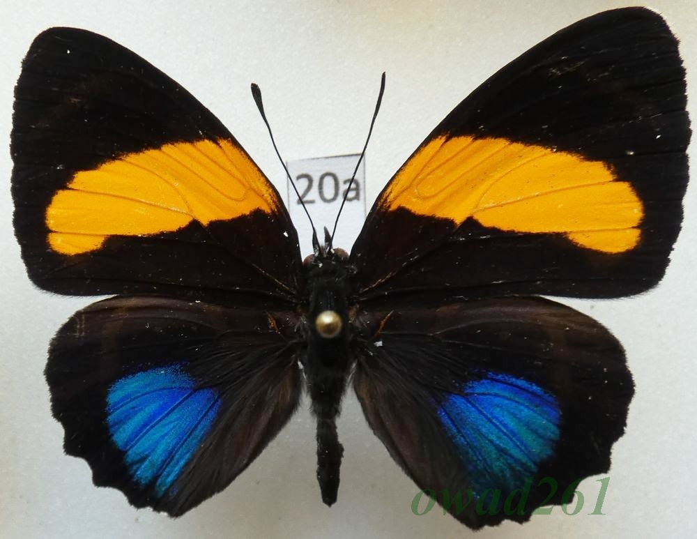 Callicore lyca aegina (C. & R. Felder, 1861) Peru20a