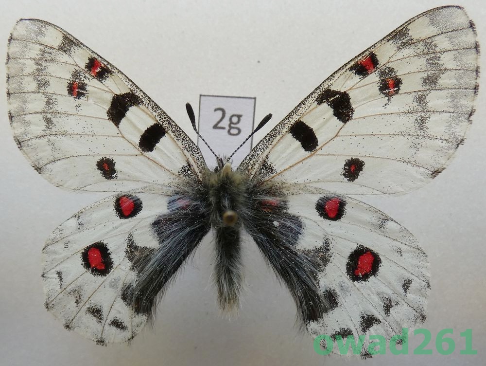 Parnassius epaphus subsp. beiki Bryk & Eisner, 1932 China2g