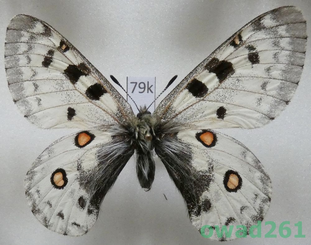 Parnassius tianschanicus subsp. erebus (Verity, 1906) China79k